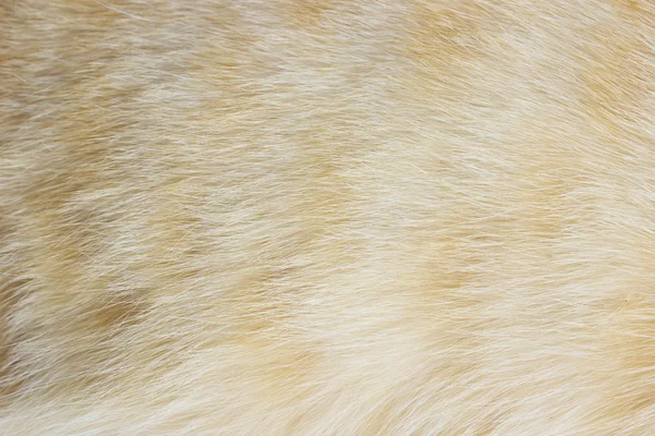 Cat fur texture — Stock Photo © Goodday #1041443
