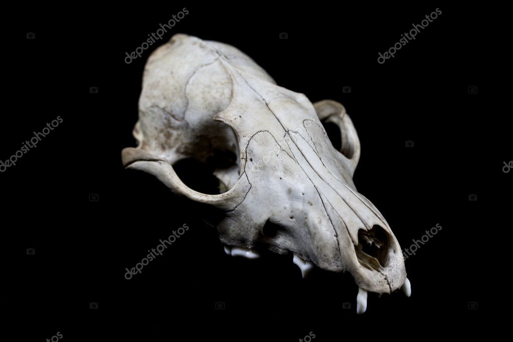 Fox Skeleton Head