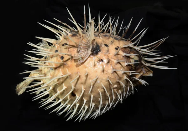 Spike fish Images - Search Images on Everypixel