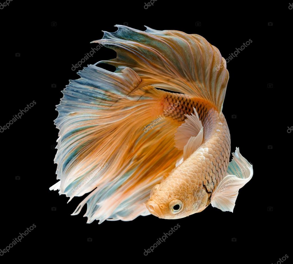 Gold Betta