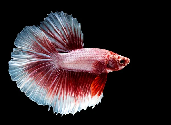 Betta fish, siamese fighting fish — Stock Photo © AEyZRiO #93951766