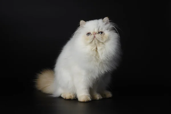 Red point persian cat | Red Point Himalayan persian cat on black ...