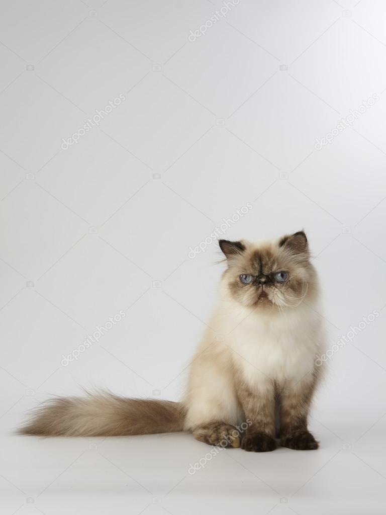 Seal Point Himalayan Cats