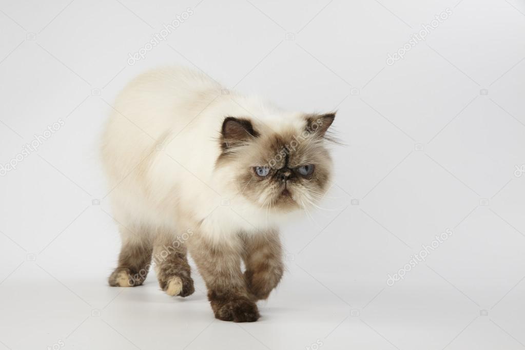 Seal point himalayan persian cat on white background Stock Photo by ...