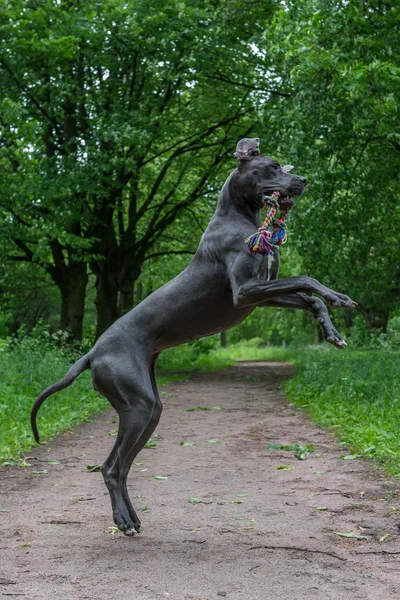 Great dog Stock Photos, Royalty Free Great dog Images | Depositphotos