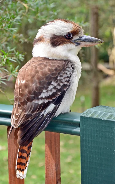 Kookaburra Stock Photos, Royalty Free Kookaburra Images | Depositphotos®