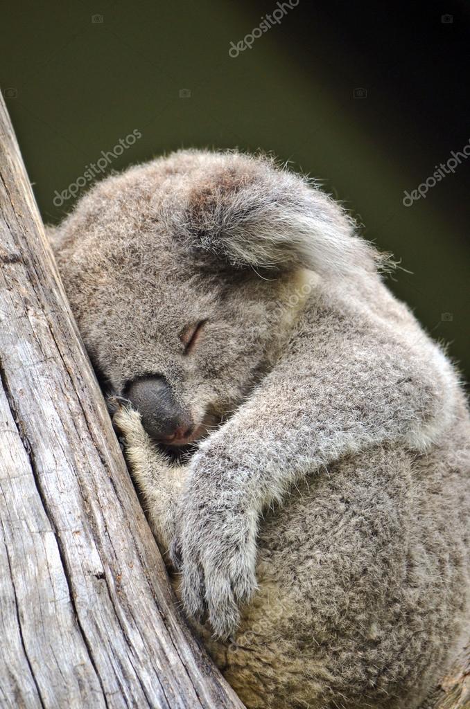 Cute Baby Koala Sleeping