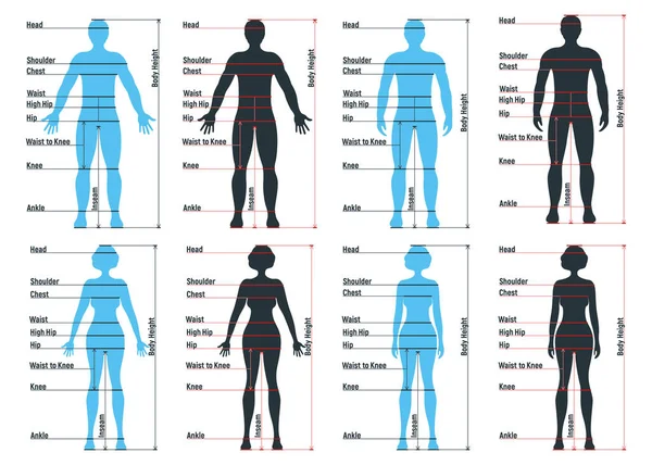 Human body measurements Stock Photos, Royalty Free Human body ...