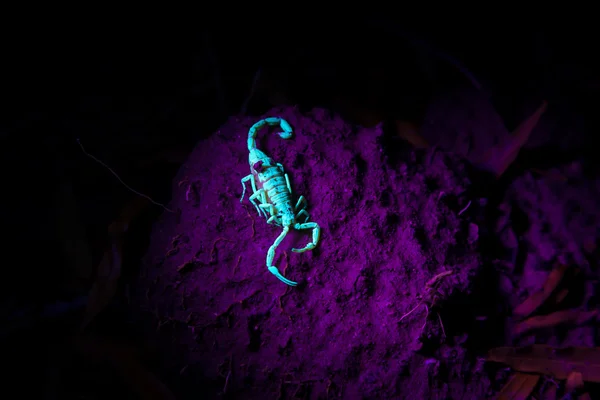 Bark scorpion Stock Photos, Royalty Free Bark scorpion Images ...