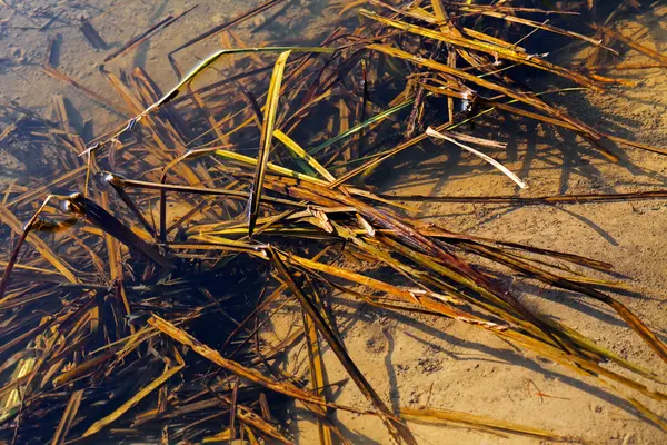 Common eelgrass Stock Photos, Royalty Free Common eelgrass Images ...