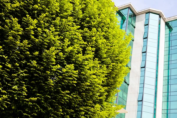 tree in front of commercial buildings, note shallow depth of field ...