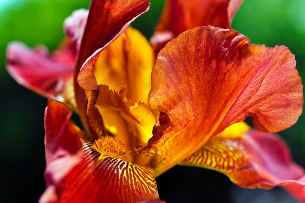 Fleur iris bourgogne isolé fotos de stock, imágenes de Fleur iris ...