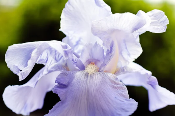 Species iris Stock Photos, Royalty Free Species iris Images | Depositphotos