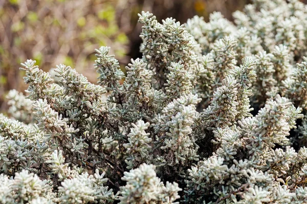 Drought tolerant shrub Stock Photos, Royalty Free Drought tolerant ...