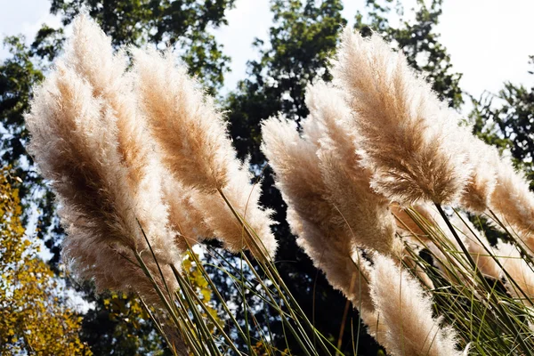 Pasto de pampas uruguayo Stock Photos, Royalty Free Pasto de pampas ...