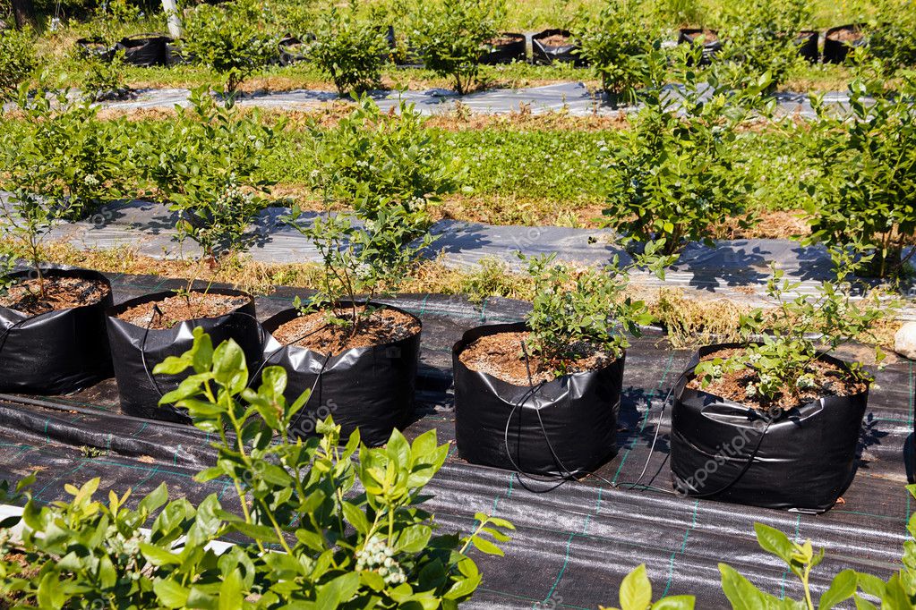 plántulas de arándanos en la plantación, nota poca profundidad de campo ...