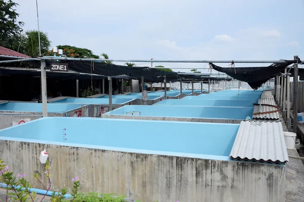 The Shrimp concrete farming. A fish hatchery in Thailand. breeding ...