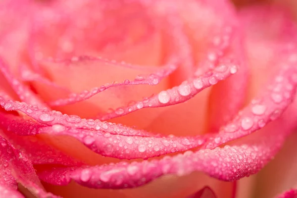 Raindrops On Roses Wallpapers