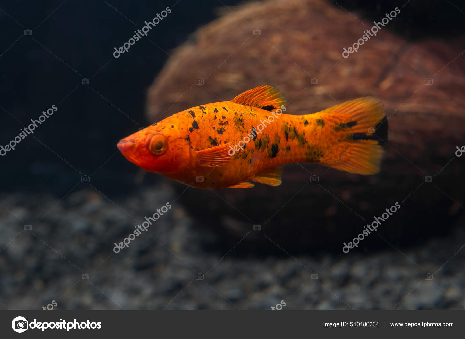 Orange And Black Freshwater Fish