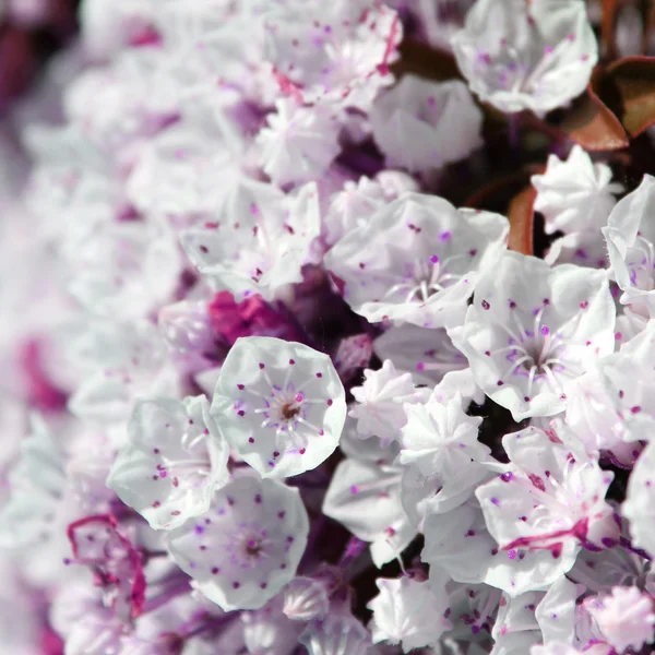 Calico bush Stock Photos, Royalty Free Calico bush Images | Depositphotos