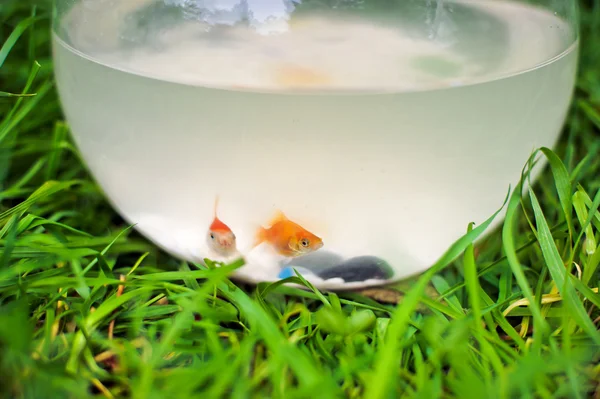 Big fish bowl Stock Photos, Royalty Free Big fish bowl Images ...