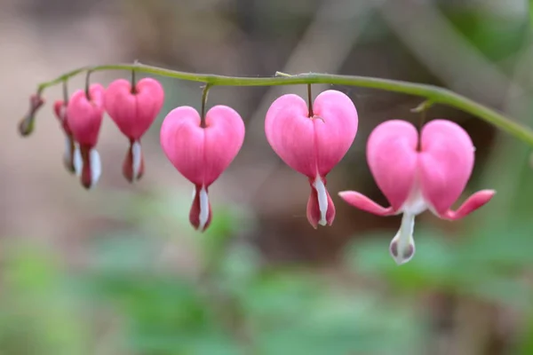 Bleeding heart flower Stock Photos, Royalty Free Bleeding heart flower ...