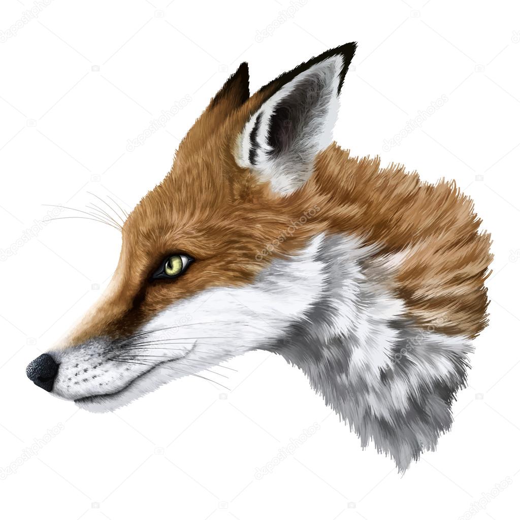 Realistic fox portrait Stock Vector Image by ©CGforStock #113509980