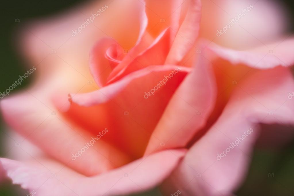 Pink rose close up — Stock Photo © pawopa3336 #123510862