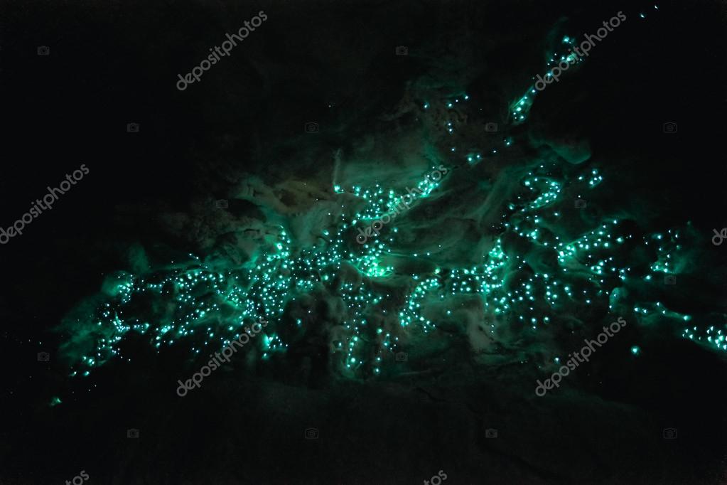 A lot of fireflies glowing in Waipu Cave Stock Photo by ©thomaswong ...