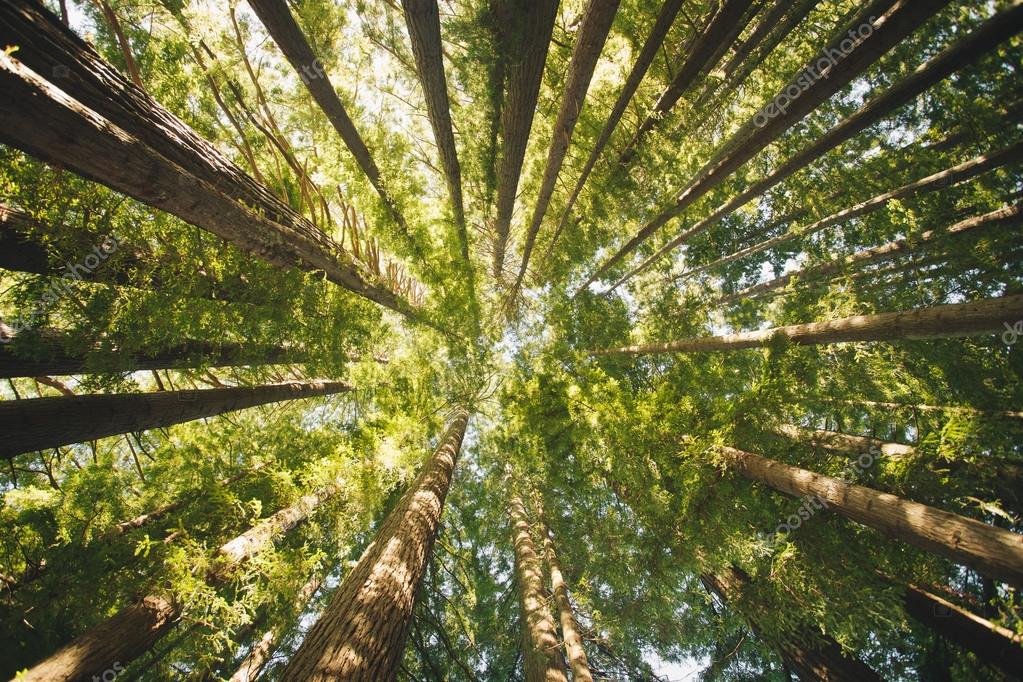 Looking up in a green trees forest — Stock Photo © thomaswong #117367994