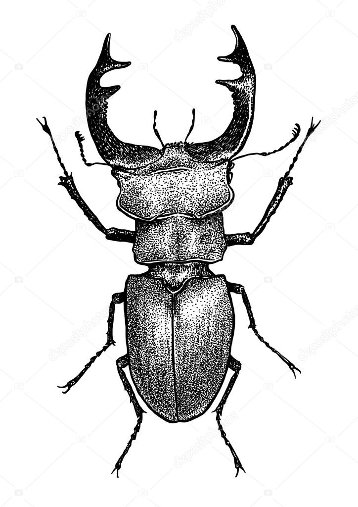Engraved, drawn illustration, lucanus, stag-beetle, Lucanus cervus ...
