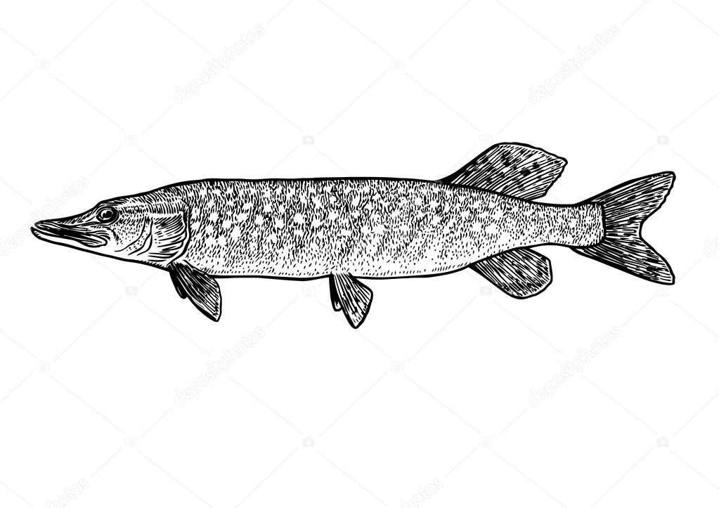 Pike fish illustration, drawing, engraving, line art, realistic Stock ...