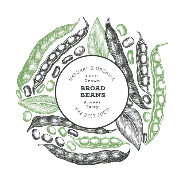 Broad beans Vector Art Stock Images | Depositphotos
