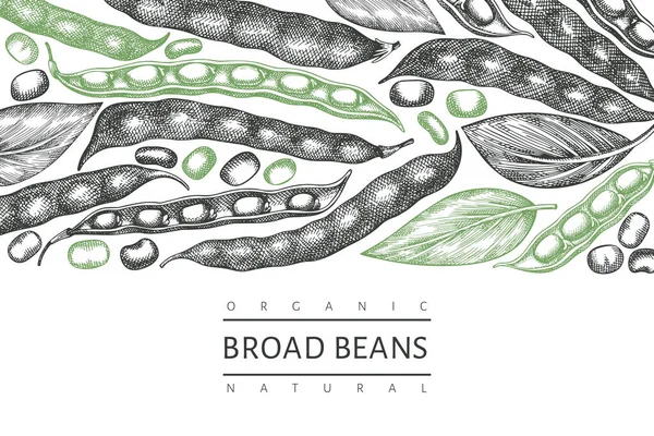 Broad beans Vector Art Stock Images | Depositphotos