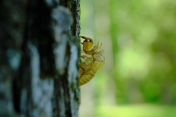 Cicada shell Stock Photos, Royalty Free Cicada shell Images | Depositphotos