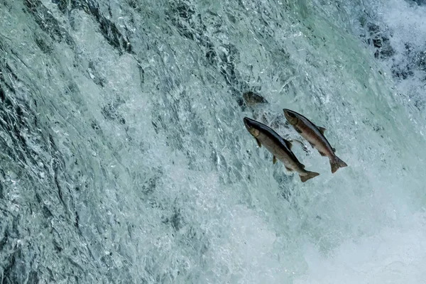 Salmon leap Stock Photos, Royalty Free Salmon leap Images | Depositphotos