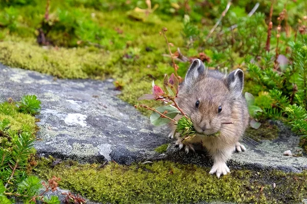 Baby Pikas