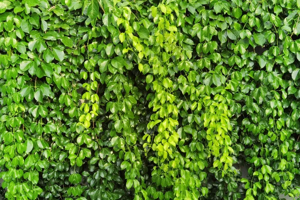 Hedging instrument Stock Photos, Royalty Free Hedging instrument Images ...