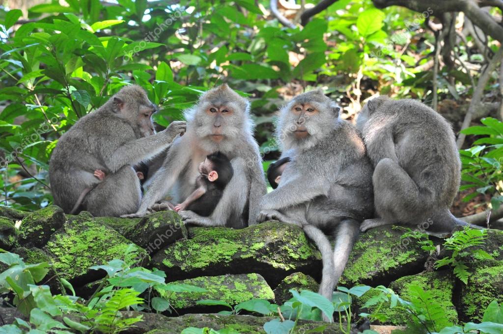Familia de monos en Bali Templo del Bosque de Monos Sagrados 2022