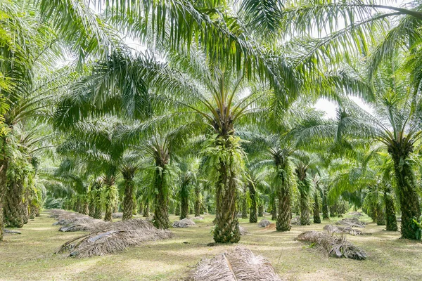 Oil palm plantation Stock Photos, Royalty Free Oil palm plantation ...