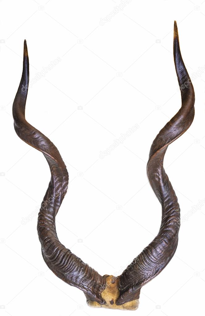 Africa's antelope horns — Stock Photo © Stsvirkun #120659628