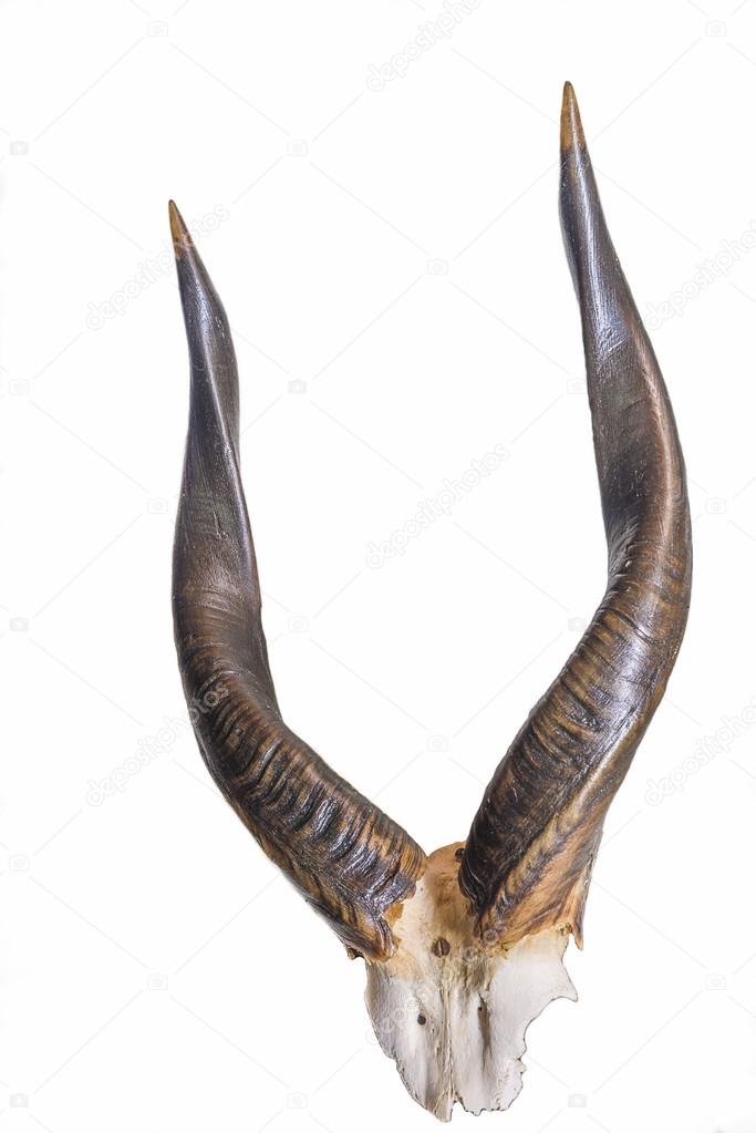 Africa's antelope horns Stock Photo by ©Stsvirkun 120659634