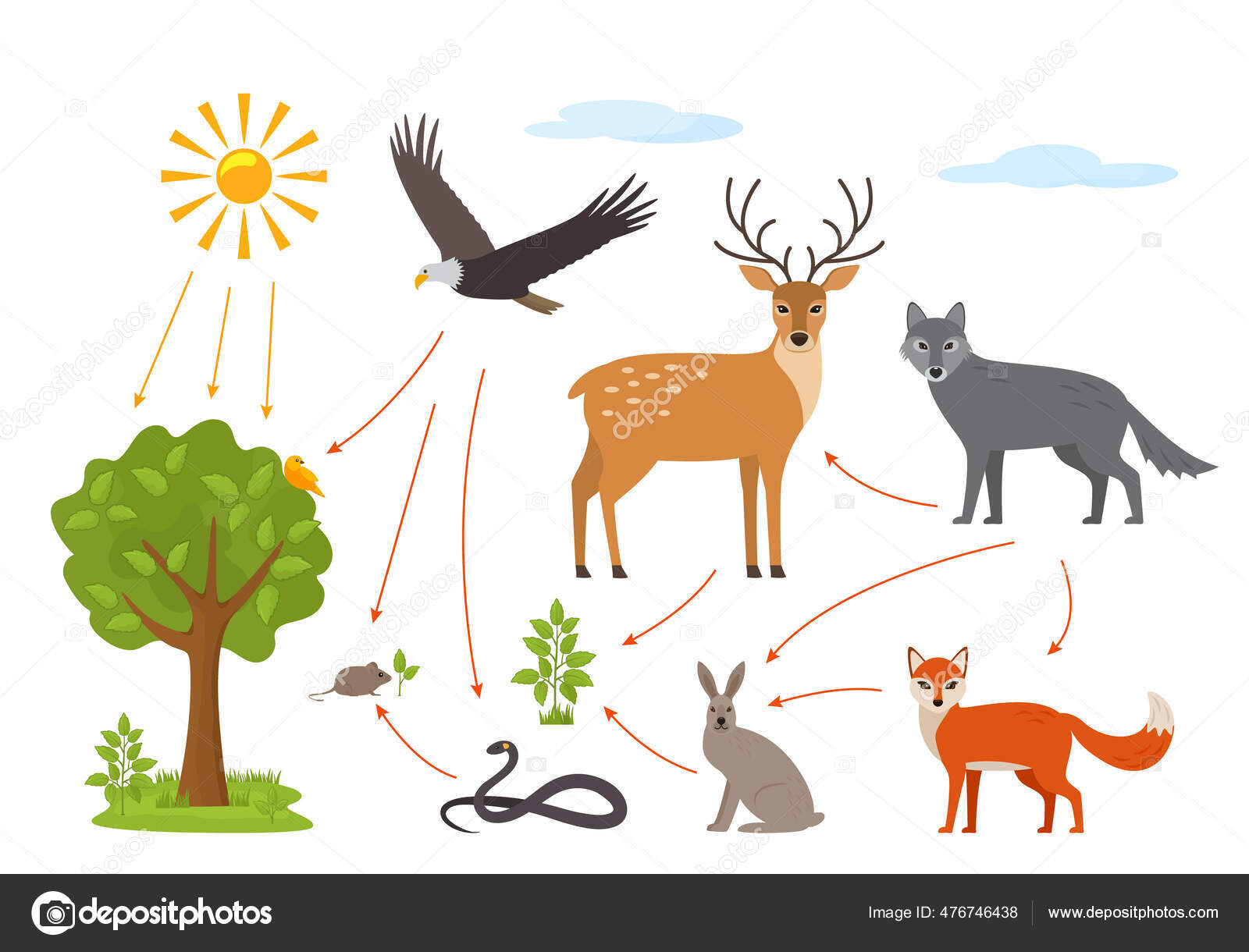 Forest Food Chain For Kids