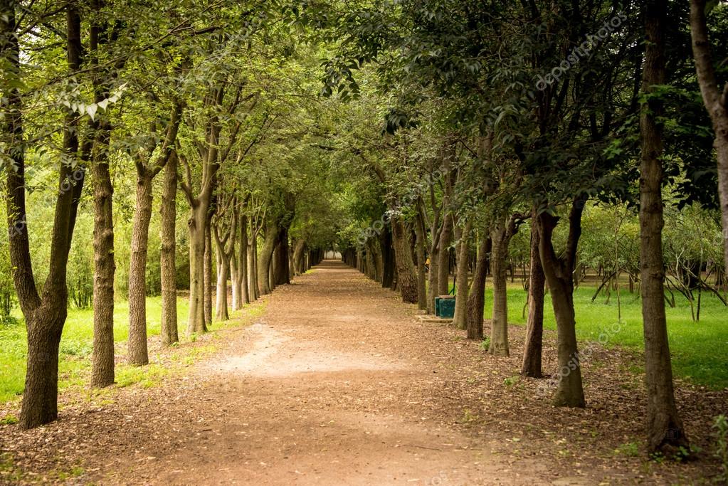 1 point perspective cities | Tree lined path in a park in Mexico City ...