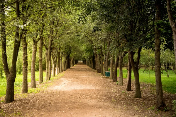 1 point perspective cities | Tree lined path in a park in Mexico City ...