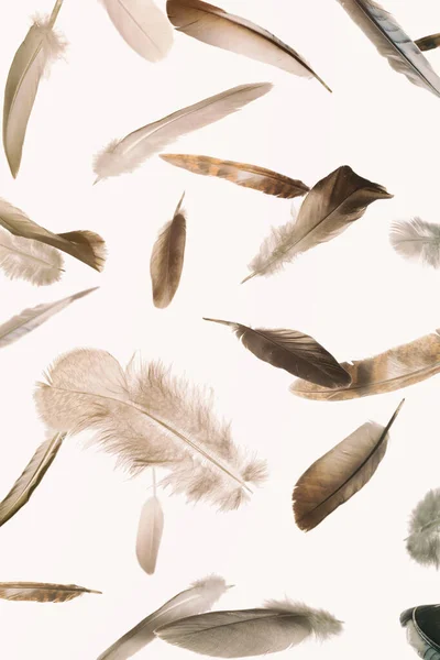 Feathers Wallpaper Tumblr
