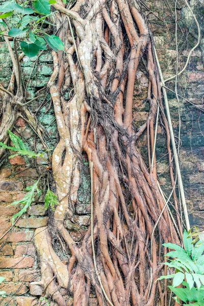 Wild yam roots Stock Photos, Royalty Free Wild yam roots Images ...