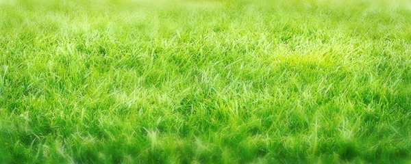 Green pastel grass Stock Photos, Royalty Free Green pastel grass Images ...