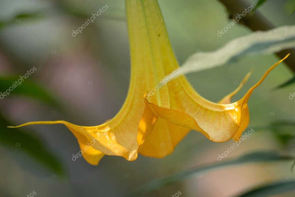 Flor amarilla Brugmansia feingold también conocido como trompetas de ...
