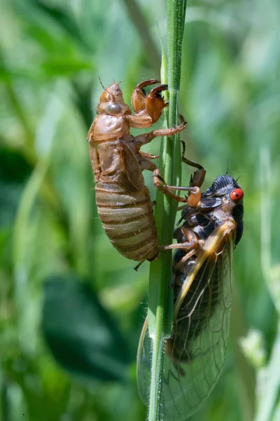 Process mating Stock Photos, Royalty Free Process mating Images ...